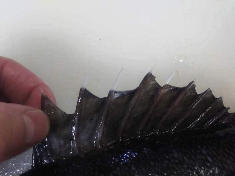 クロソイって“まずい”の？ポピュラーな磯魚の味わいとは？ | 魚と野菜のブログ