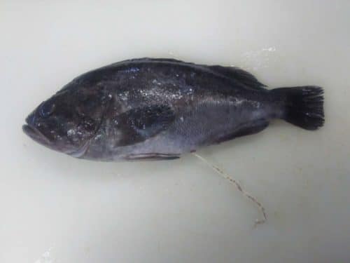 魚（クロソイ）のお尻から紐！？謎の寄生虫に迫る | 魚と野菜のブログ