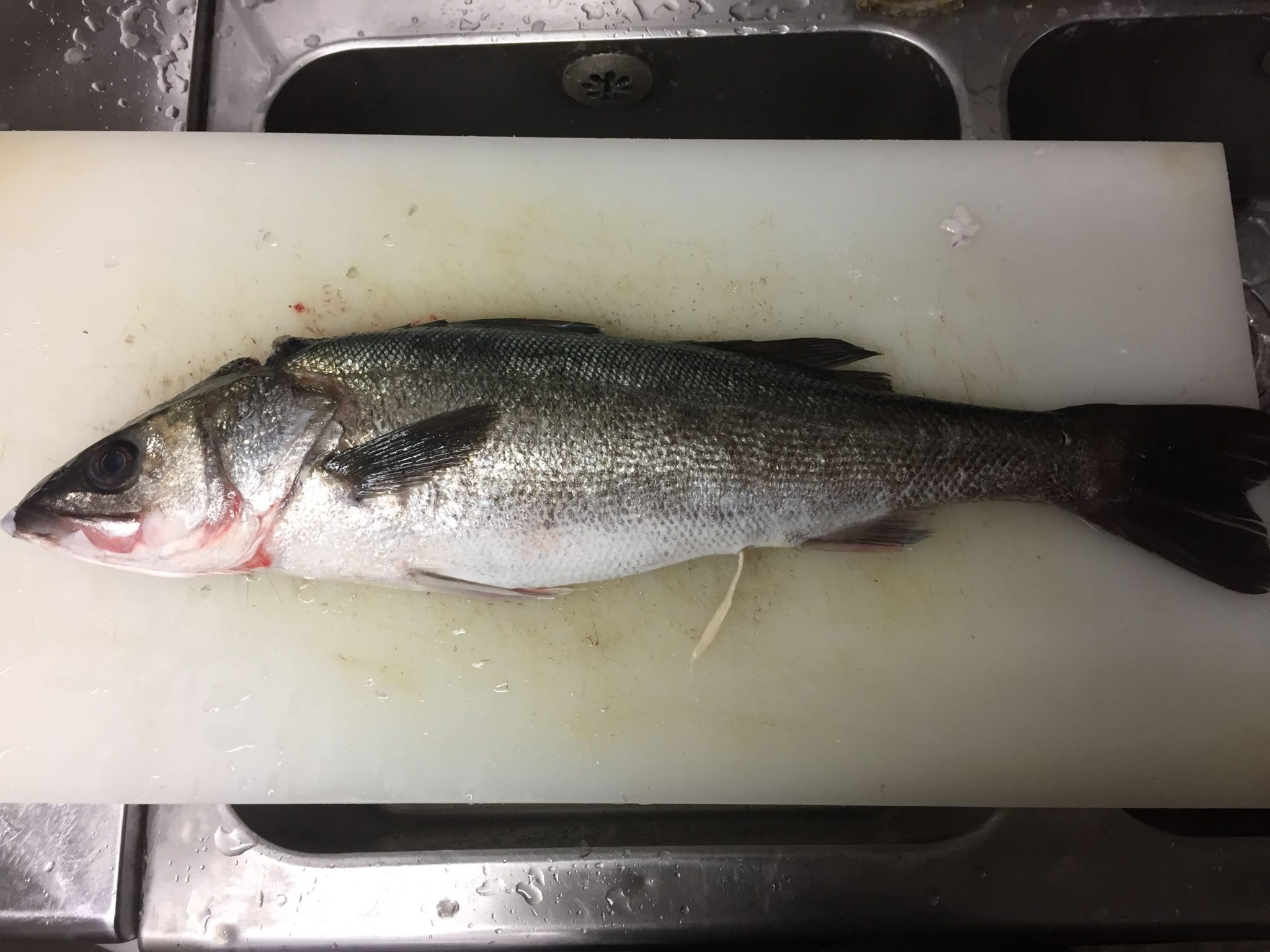 魚（クロソイ）のお尻から紐！？謎の寄生虫に迫る | 魚と野菜のブログ